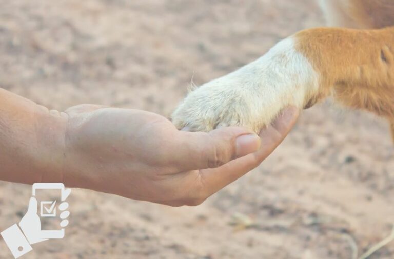 Patzo App – Hundesitting einfach gemacht